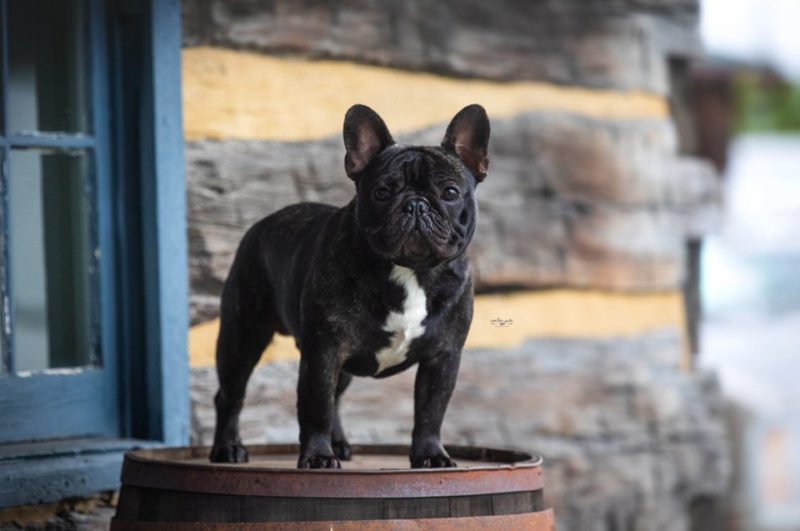 Safari Featured Dogs – Safari | Handling & Training