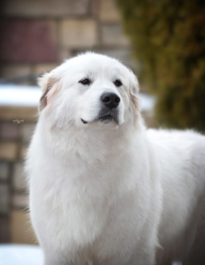 Safari Featured Dogs – Safari | Handling & Training